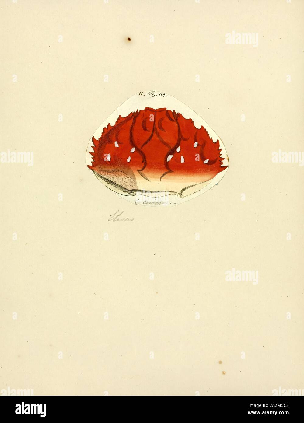 Dentatus hi-res stock photography and images - Alamy