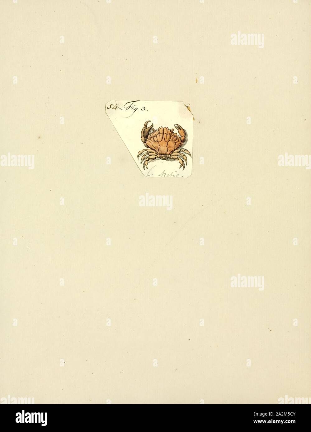 Cancer metis, Print Stock Photo - Alamy