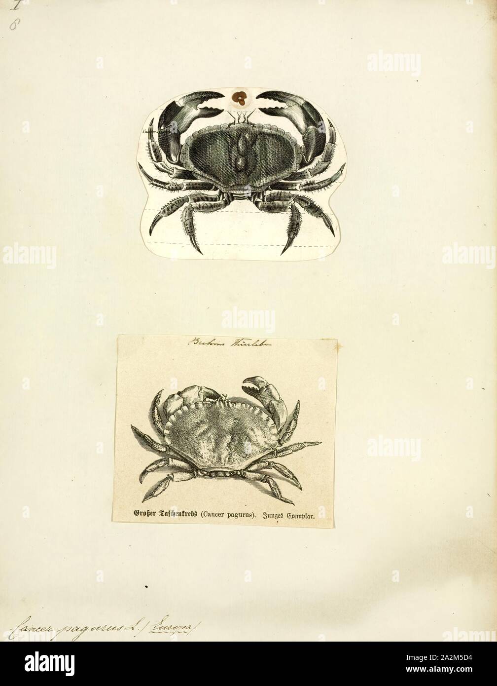 Largest crab hi-res stock photography and images - Alamy