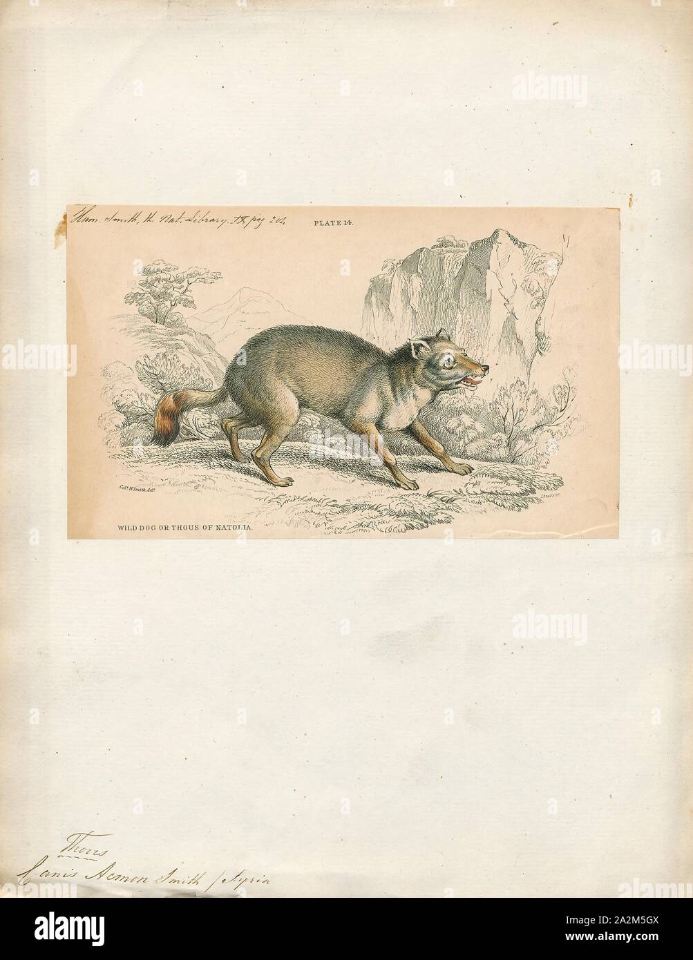 Canis acmon, Print, Canis is a genus of the Canidae containing multiple ...