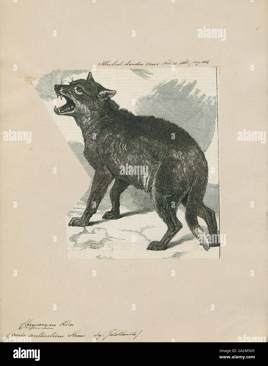 Canis antarcticus, Print, Canis is a genus of the Canidae containing ...