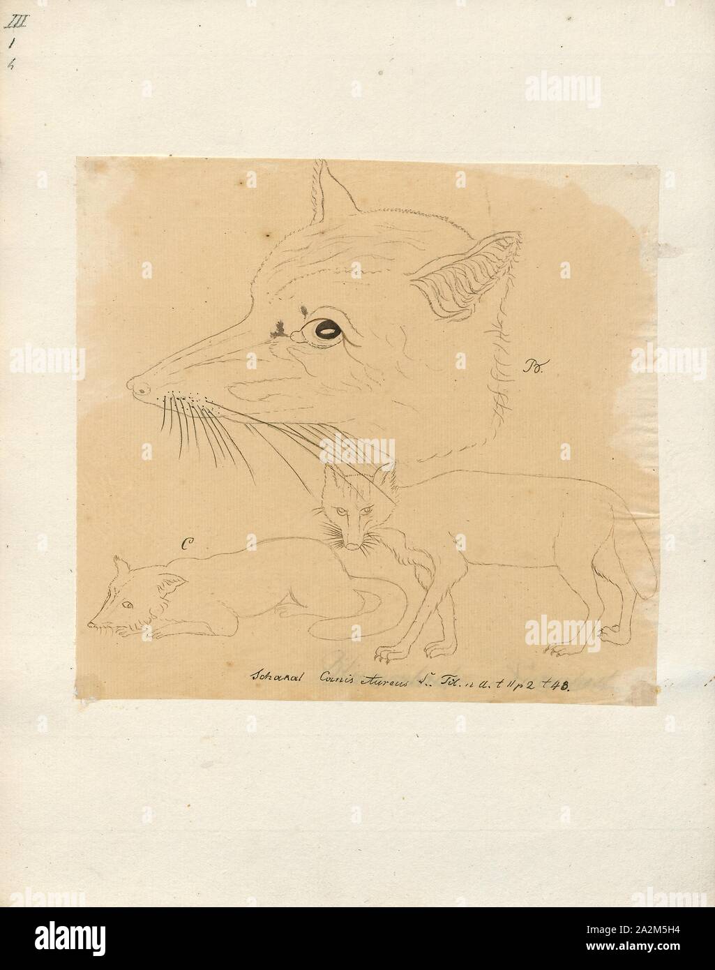Canis aureus, Print, The golden jackal (Canis aureus) is a wolf-like canid that is native to ...