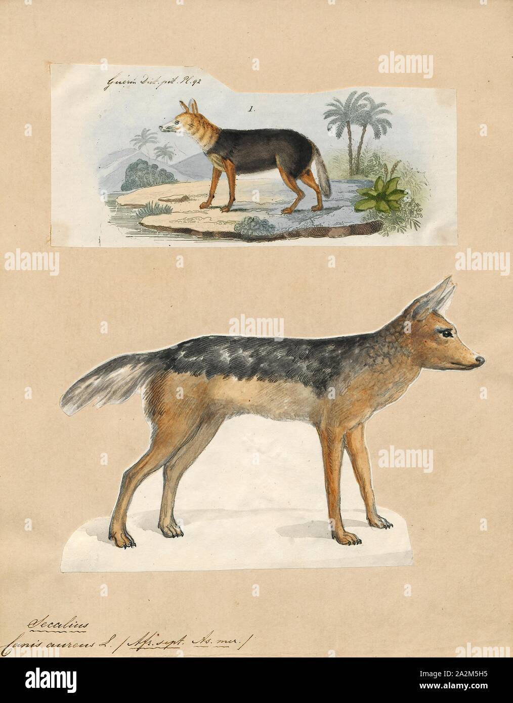 Canis aureus, Print, The golden jackal (Canis aureus) is a wolf-like canid that is native to ...