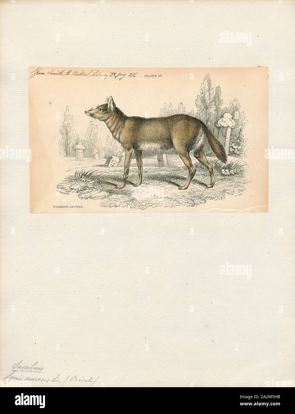 Canis aureus, Print, The golden jackal (Canis aureus) is a wolf-like canid that is native to ...