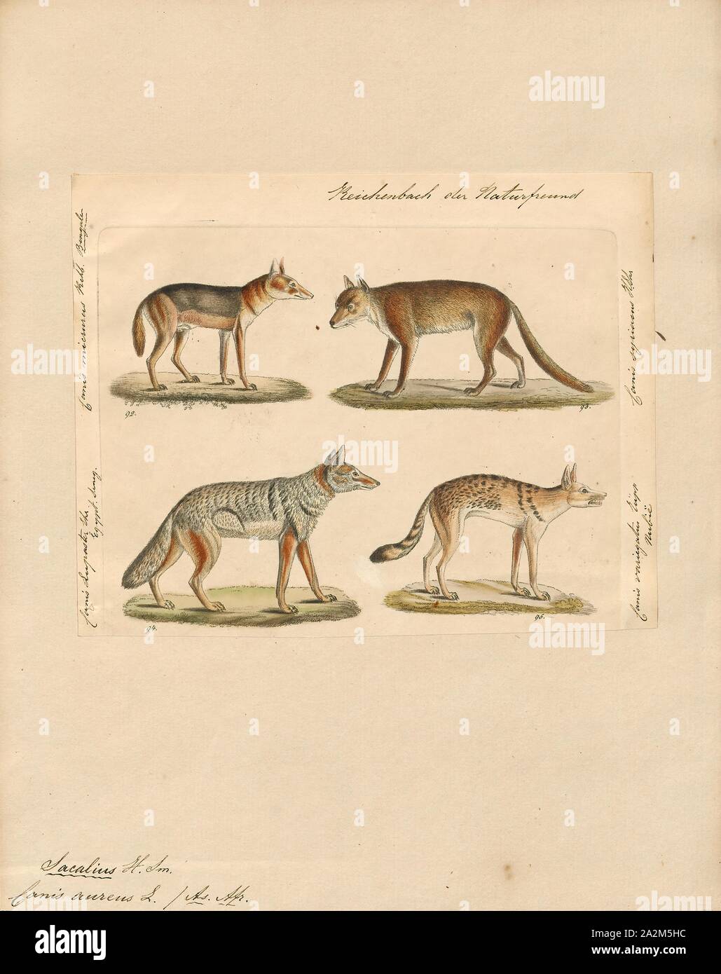 Canis aureus, Print, The golden jackal (Canis aureus) is a wolf-like canid that is native to ...