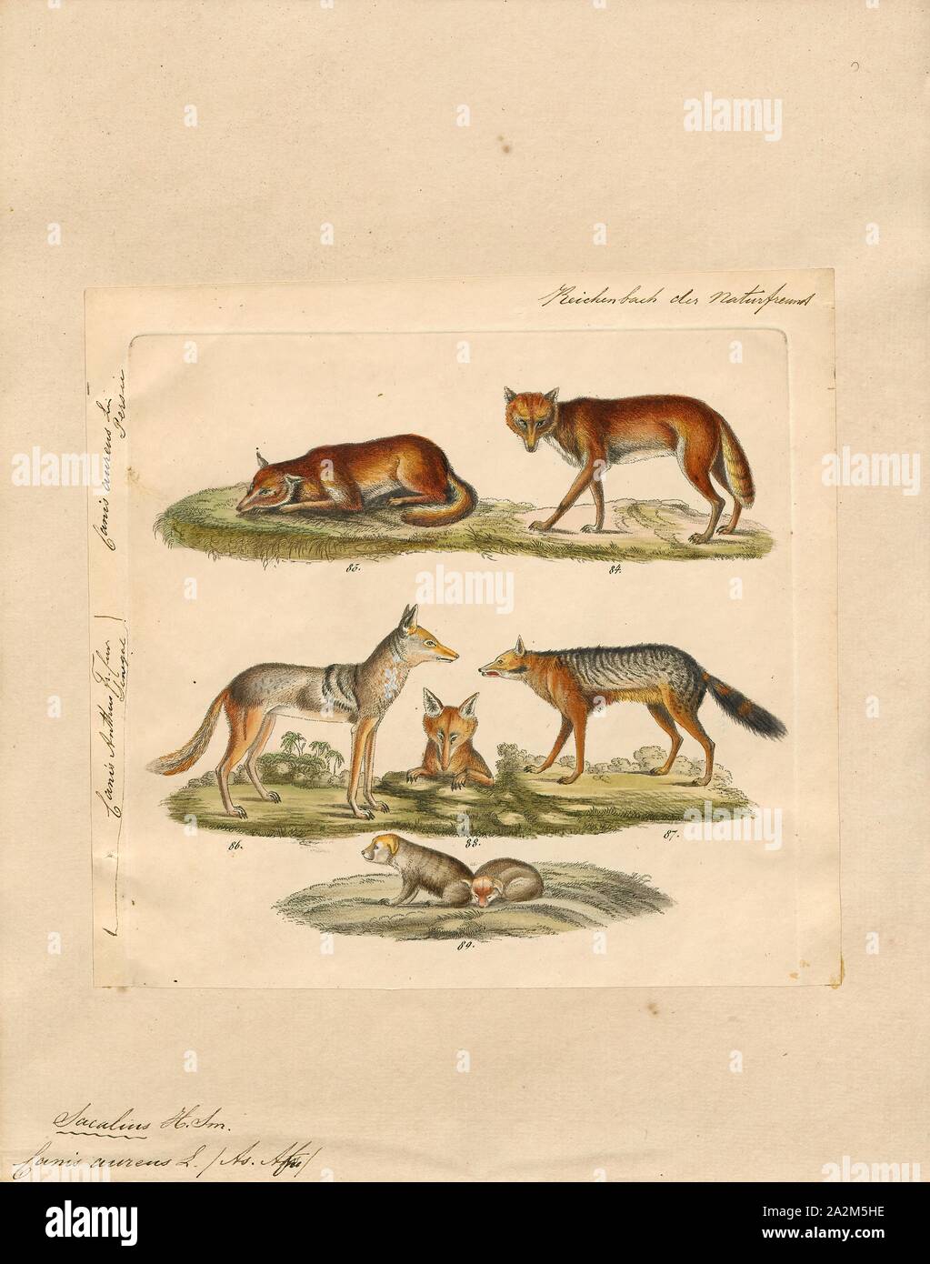 Canis aureus, Print, The golden jackal (Canis aureus) is a wolf-like canid that is native to ...