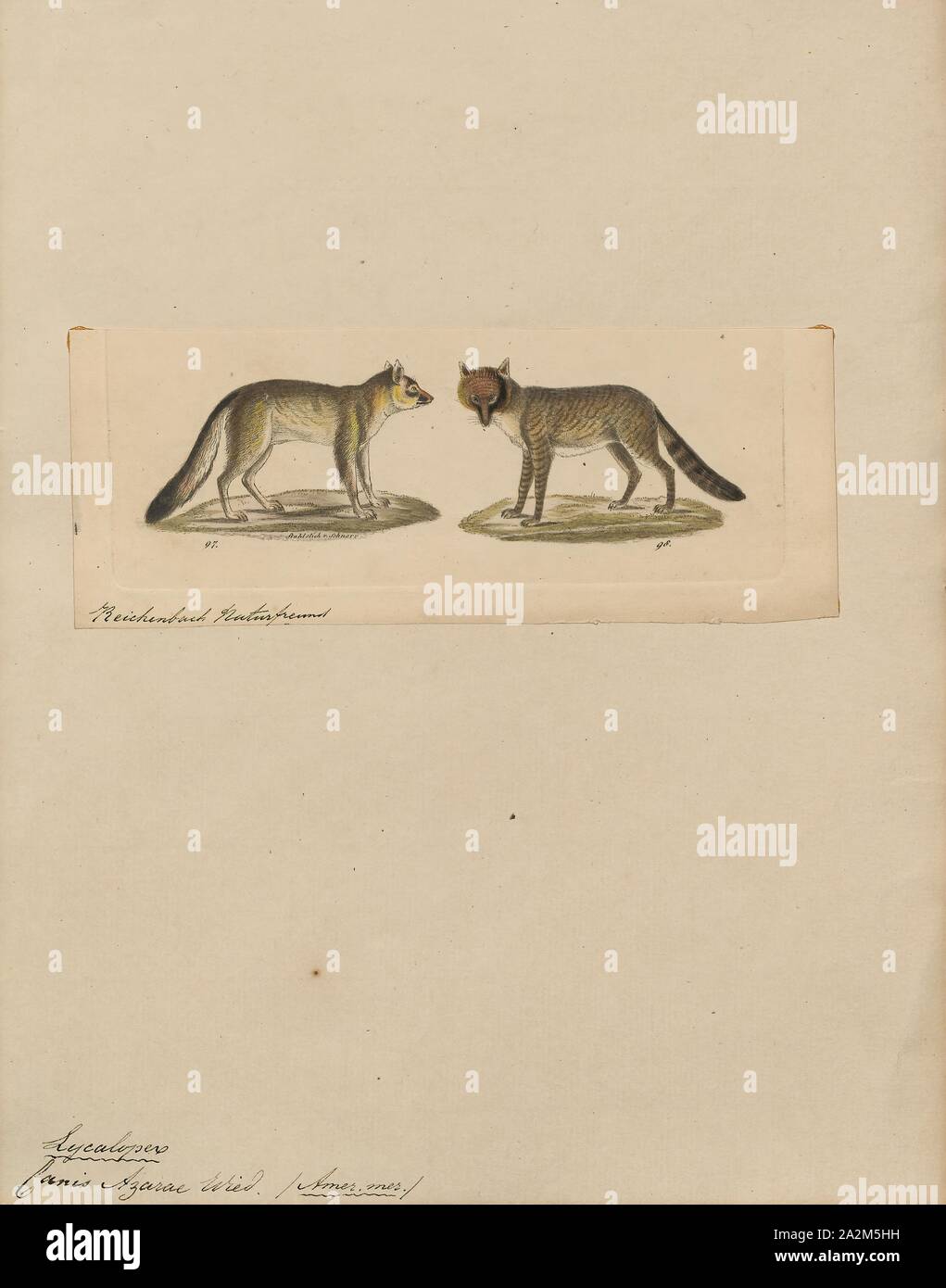Canis azarae, Print, Canis is a genus of the Canidae containing ...