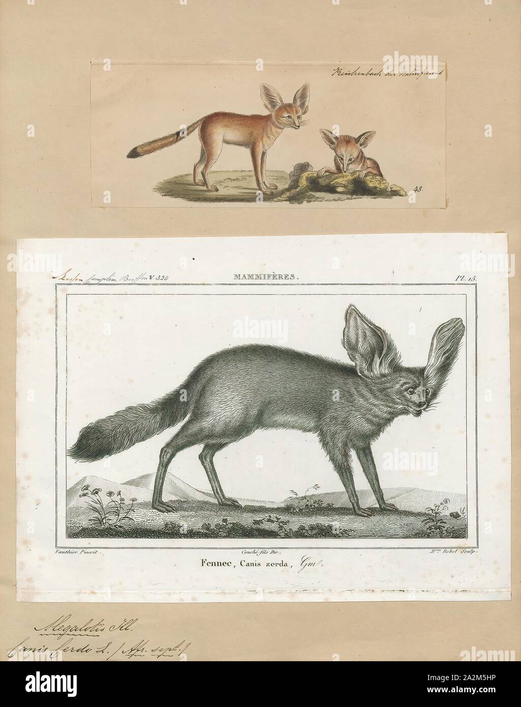 Cerdo hi-res stock photography and images - Alamy