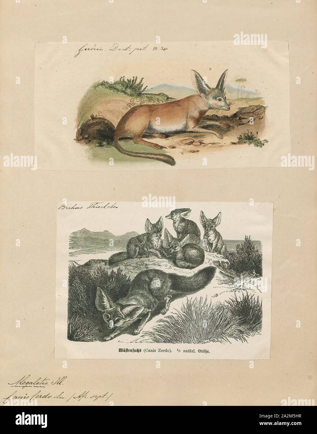 Canis cerdo, Print, Canis is a genus of the Canidae containing multiple ...