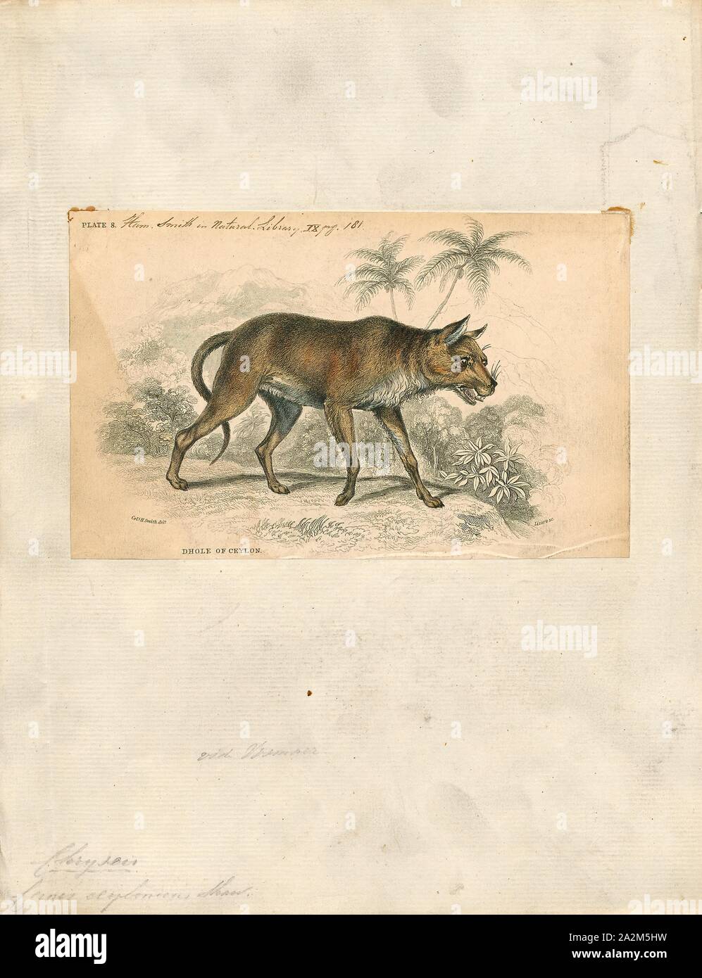 Canis ceylonicus hi-res stock photography and images - Alamy