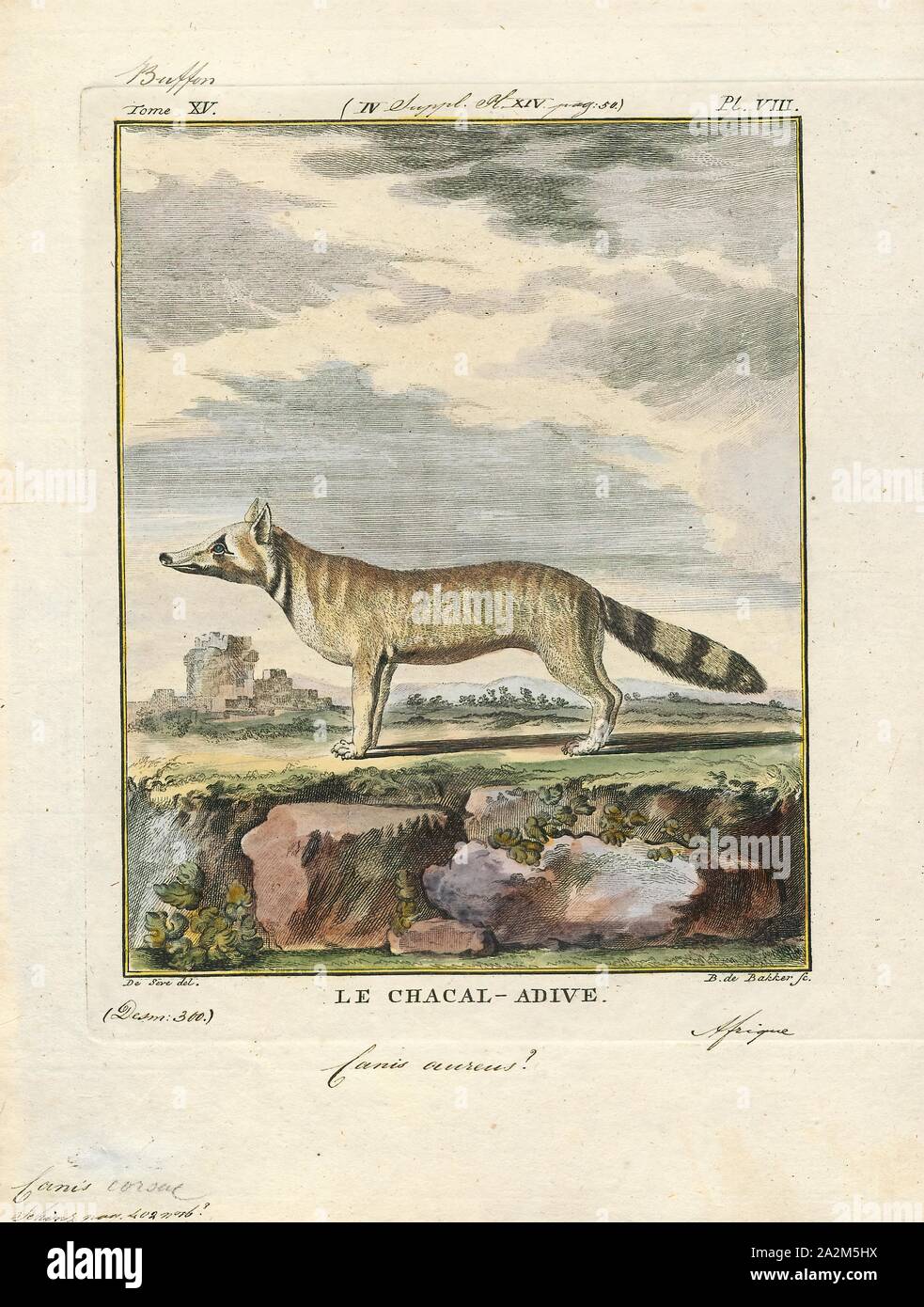 Canis corsac, Print, Canis is a genus of the Canidae containing ...