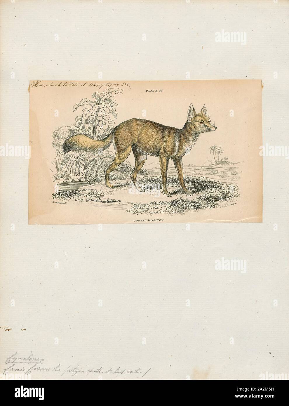 Canis corsac, Print, Canis is a genus of the Canidae containing ...