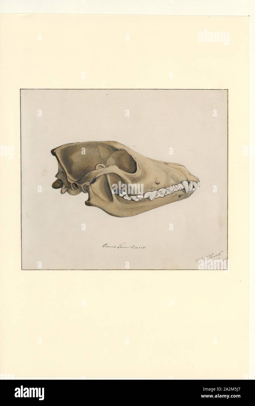Canis familiaris, Print, The domestic dog (Canis lupus familiaris when ...