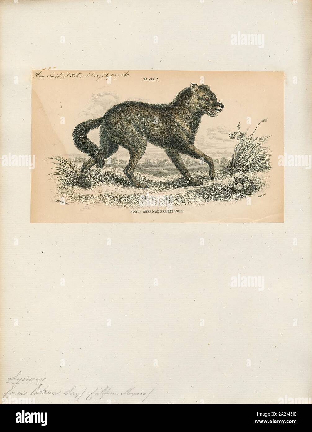 Canis latrans, Print, The coyote, prairie wolf or brush wolf (Canis ...