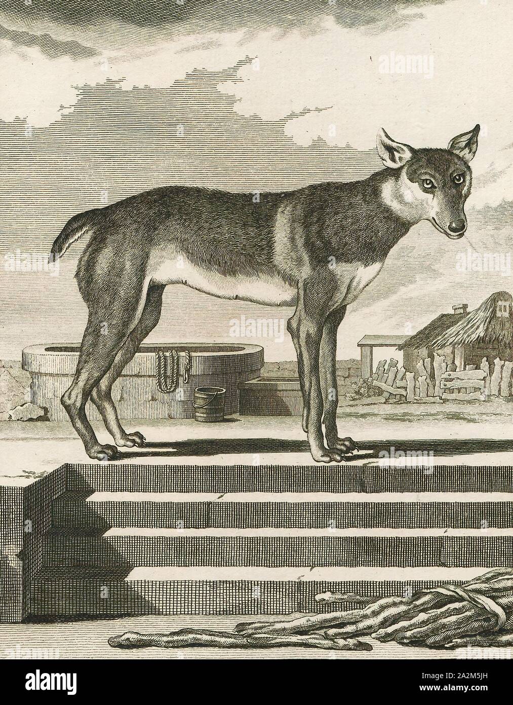 Canis lupus familiaris, Print, The domestic dog (Canis lupus familiaris ...