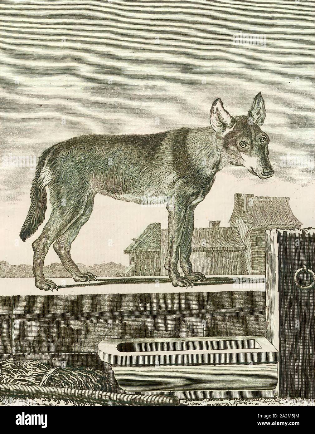 Canis lupus familiaris, Print, The domestic dog (Canis lupus familiaris ...