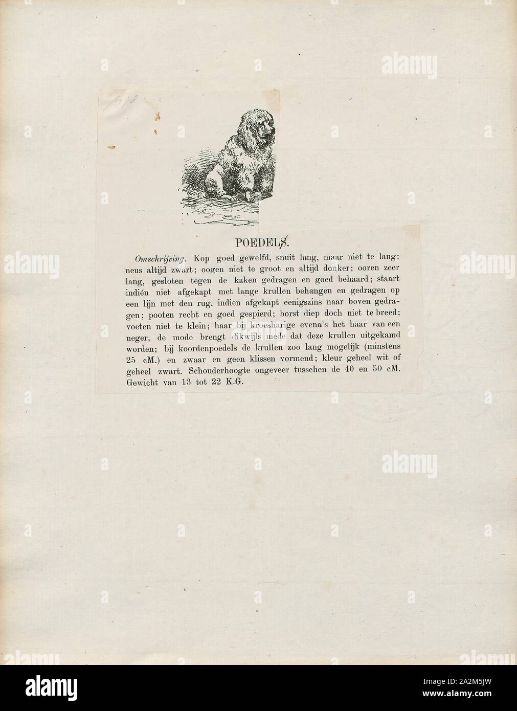 Canis lupus familiaris, Print, The domestic dog (Canis lupus familiaris ...