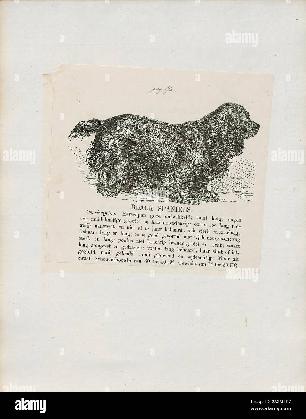 Canis lupus familiaris, Print, The domestic dog (Canis lupus familiaris ...