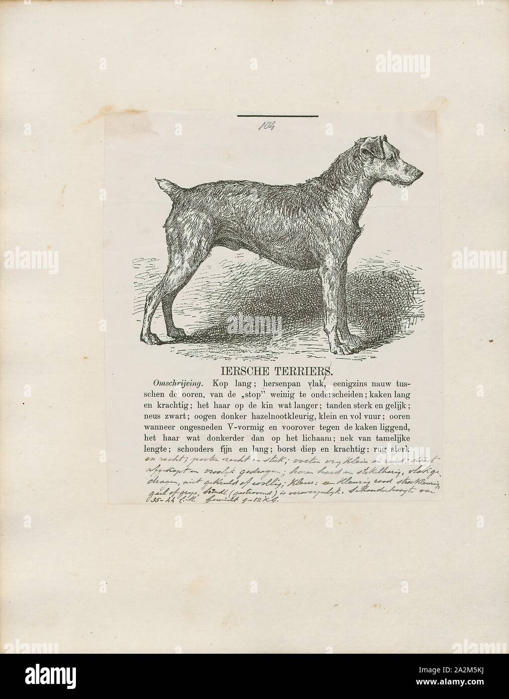 What Is The Genus And Species Of A Dog