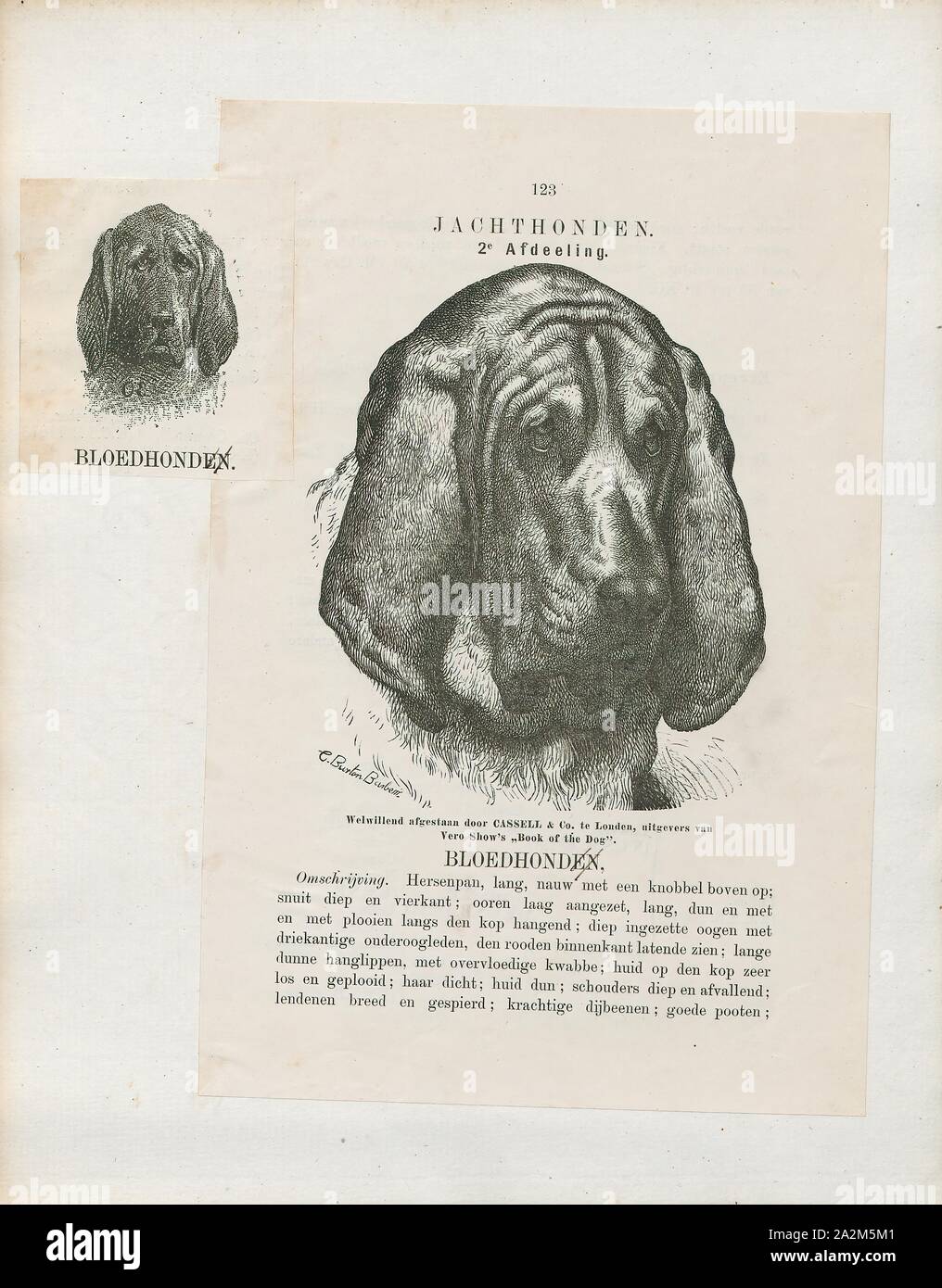 Canis lupus familiaris, Print, The domestic dog (Canis lupus familiaris ...