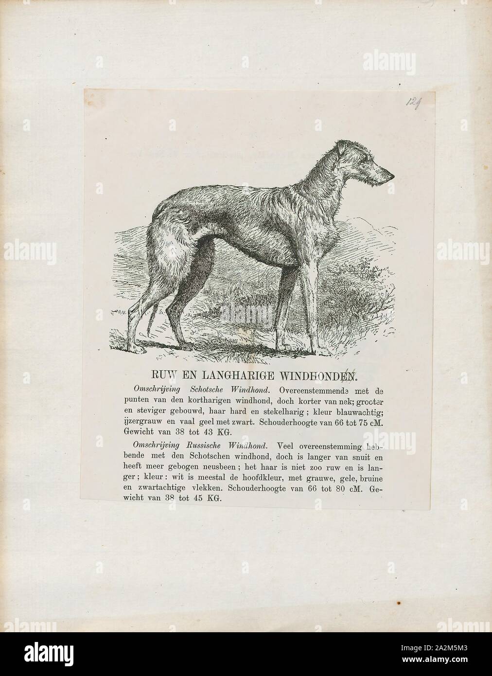 Canis lupus familiaris, Print, The domestic dog (Canis lupus familiaris ...