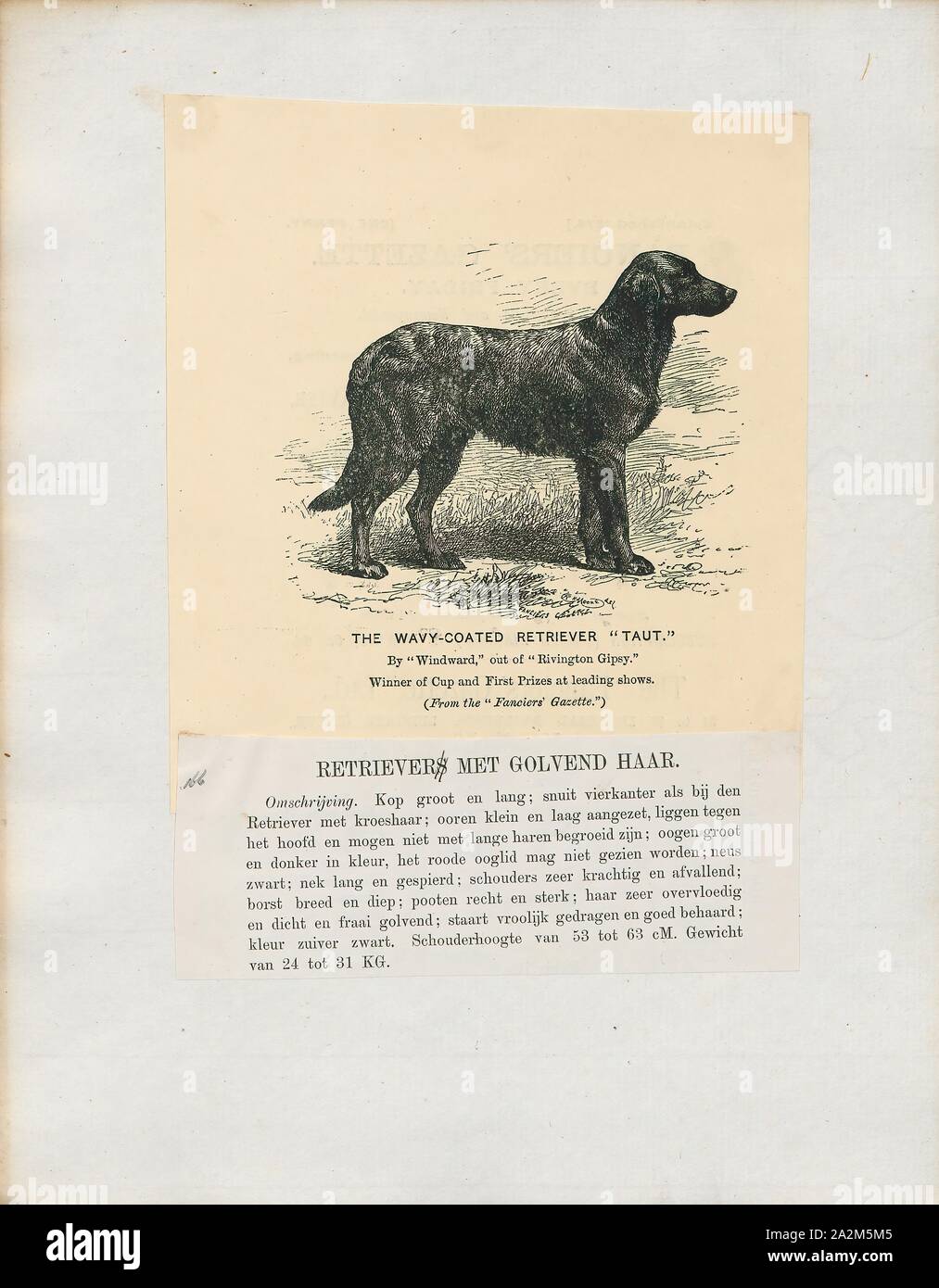 Canis lupus familiaris, Print, The domestic dog (Canis lupus familiaris ...