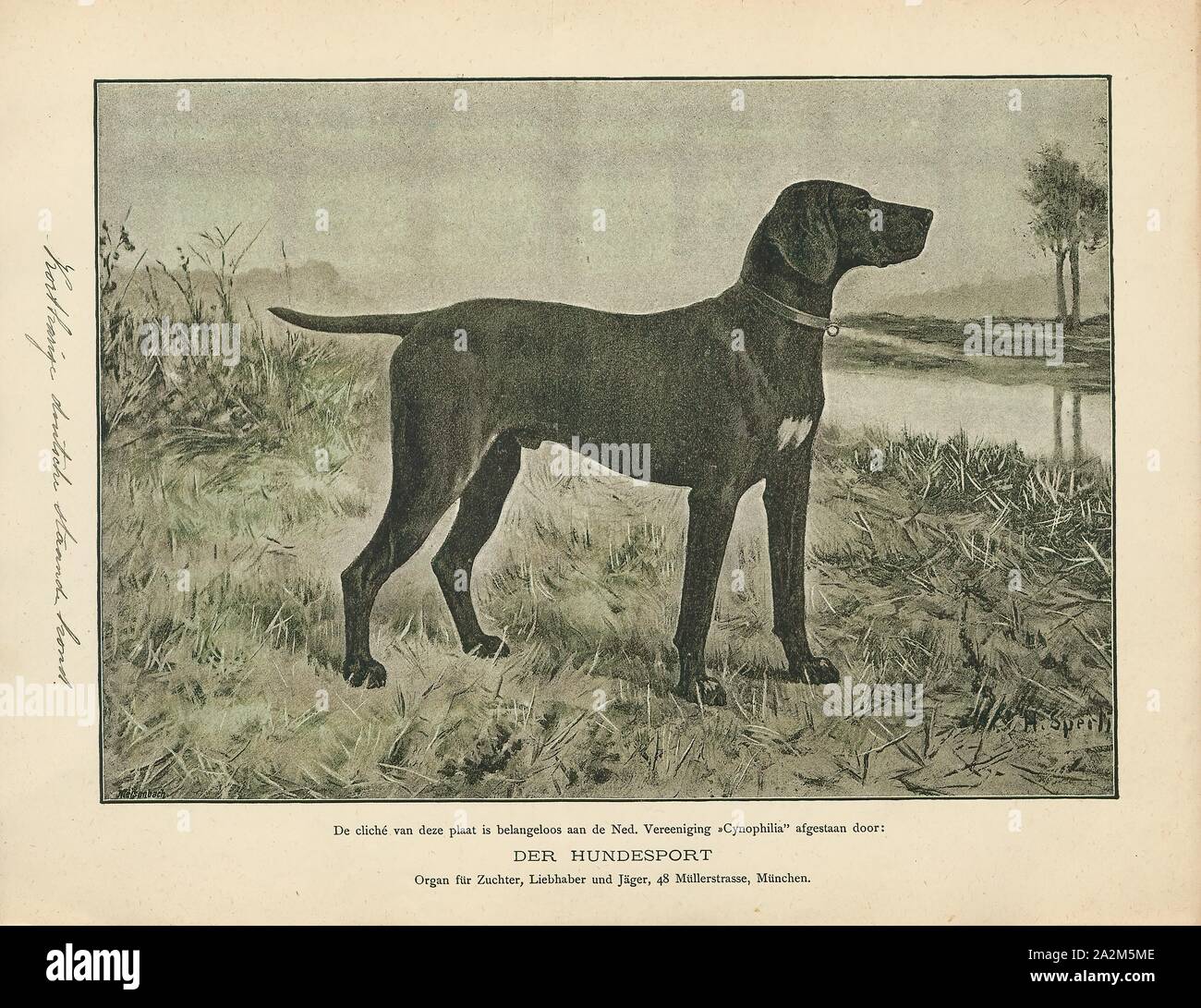 Taxa Dog