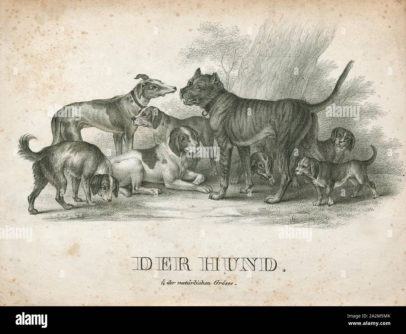 Canis lupus familiaris, Print, The domestic dog (Canis lupus familiaris ...