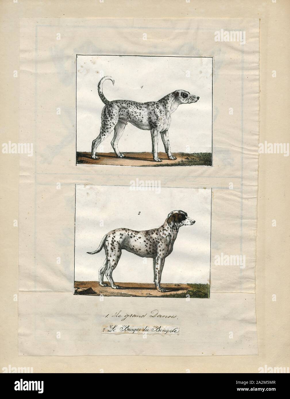 Taxa Dog