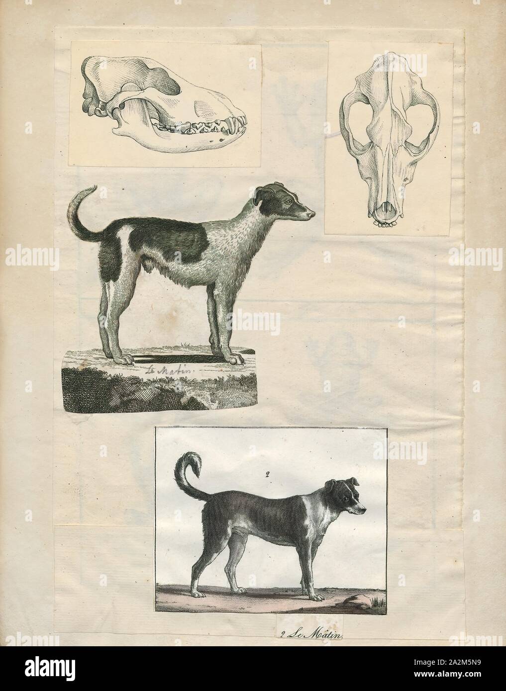 Canis lupus familiaris, Print, The domestic dog (Canis lupus familiaris ...