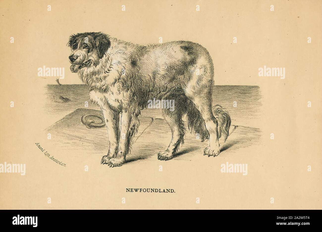 Canis lupus familiaris, Print, The domestic dog (Canis lupus familiaris ...