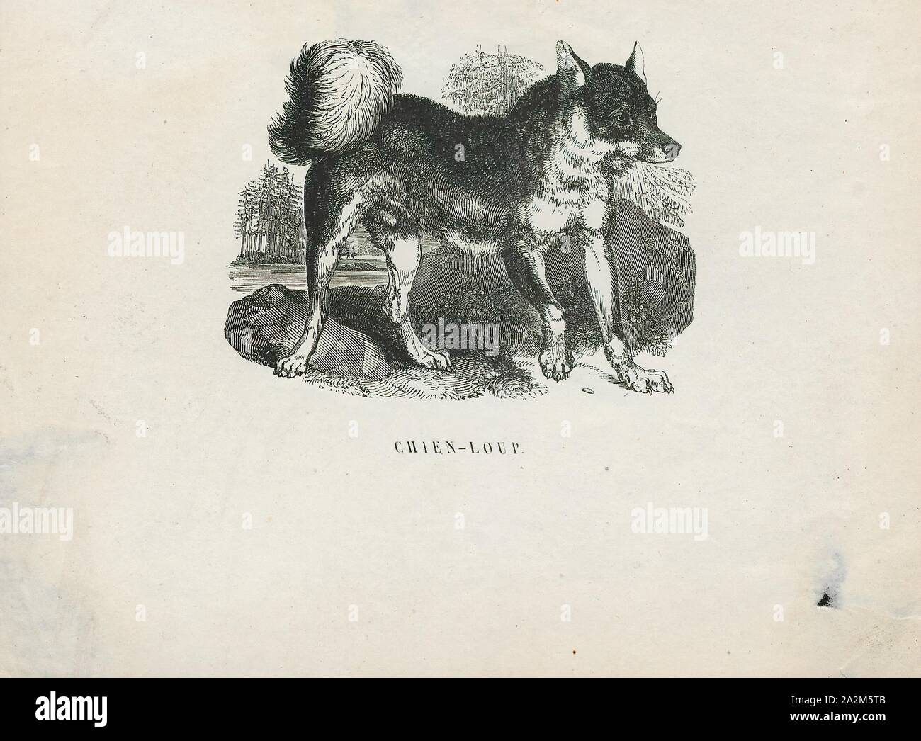 Canis lupus familiaris, Print, The domestic dog (Canis lupus familiaris ...
