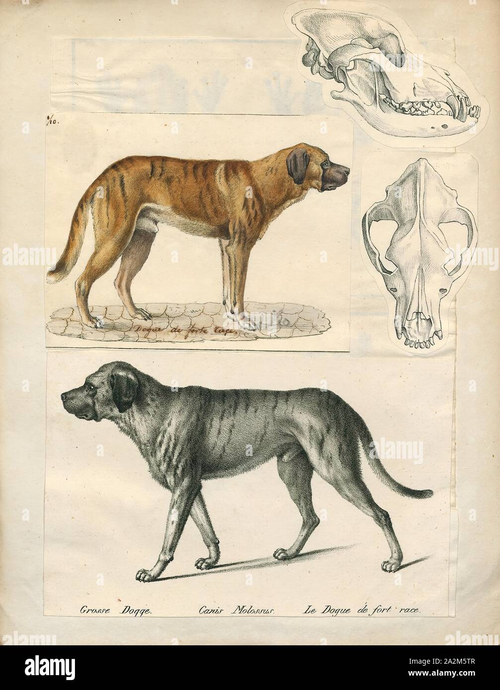 Canis lupus familiaris, Print, The domestic dog (Canis lupus familiaris ...