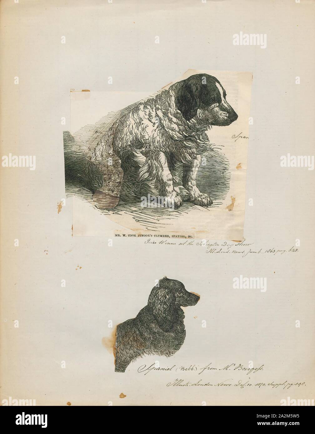 Canis lupus familiaris, Print, The domestic dog (Canis lupus familiaris ...