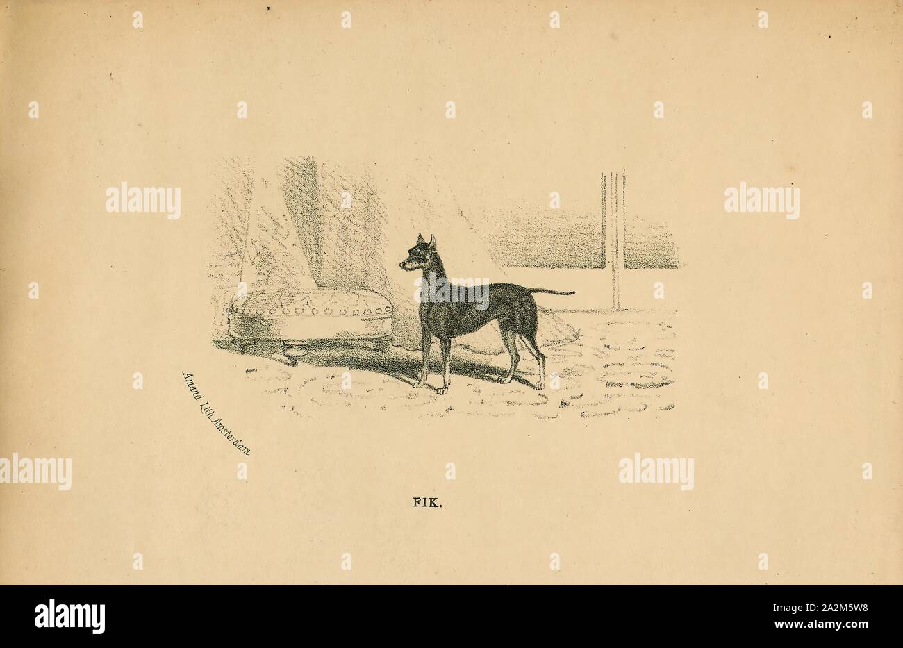 Canis lupus familiaris, Print, The domestic dog (Canis lupus familiaris ...