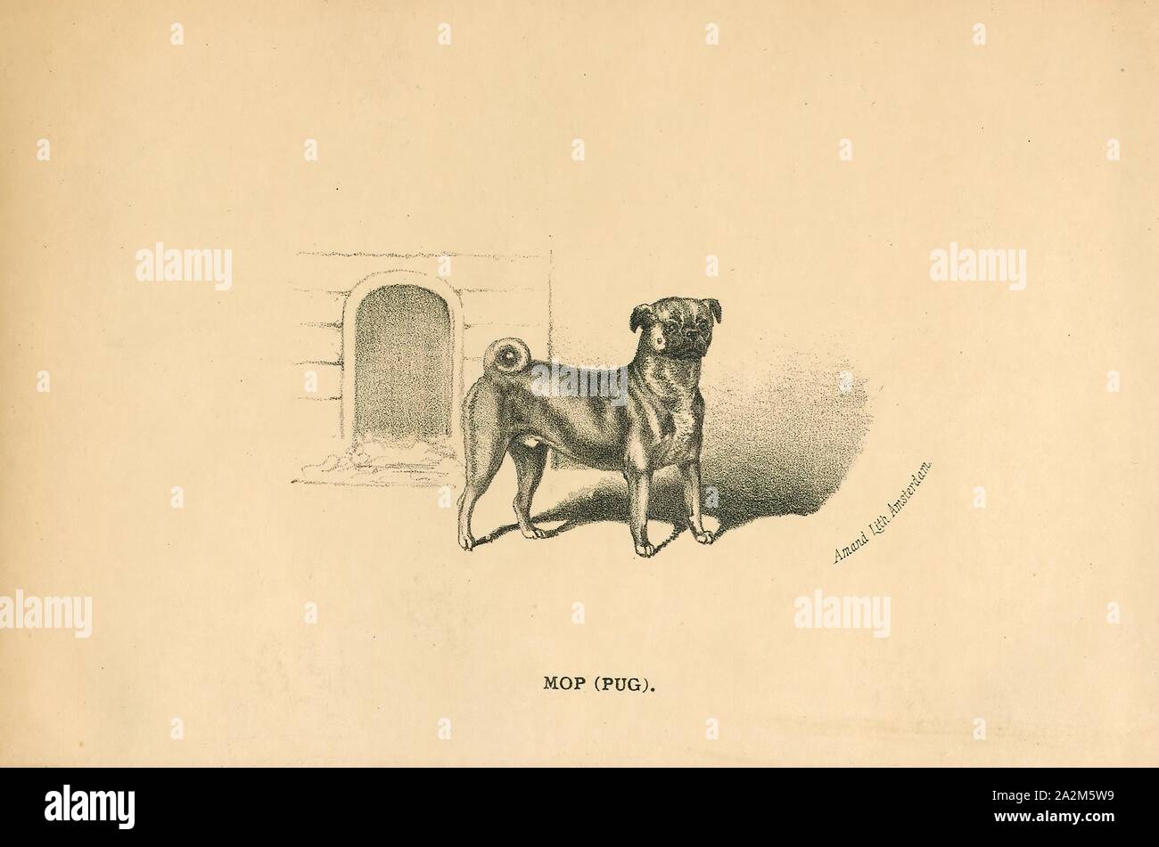 Canis lupus familiaris, Print, The domestic dog (Canis lupus familiaris ...