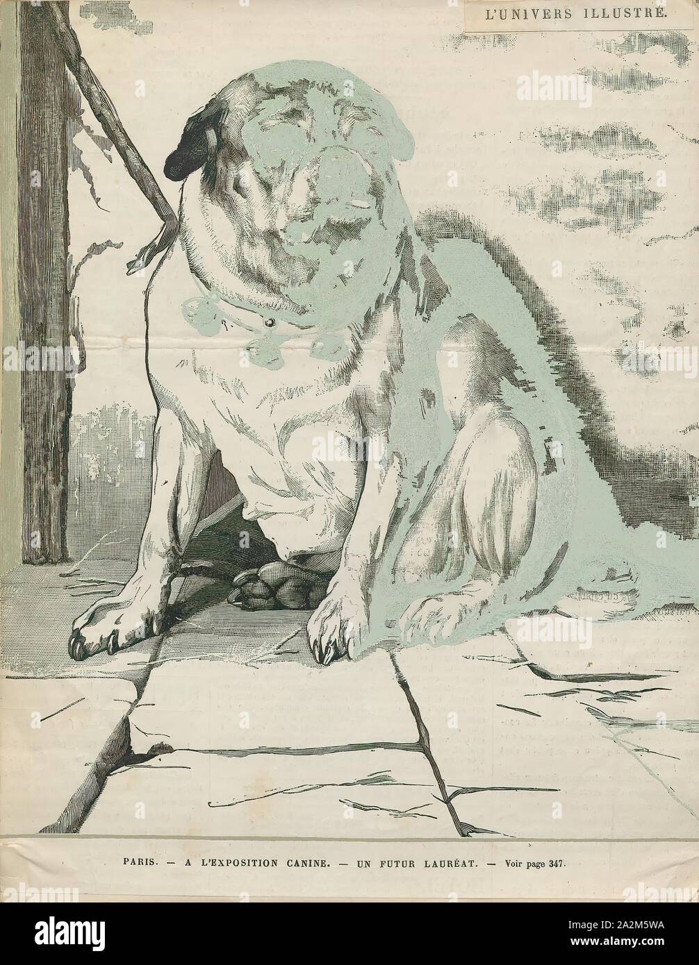Canis lupus familiaris, Print, The domestic dog (Canis lupus familiaris ...