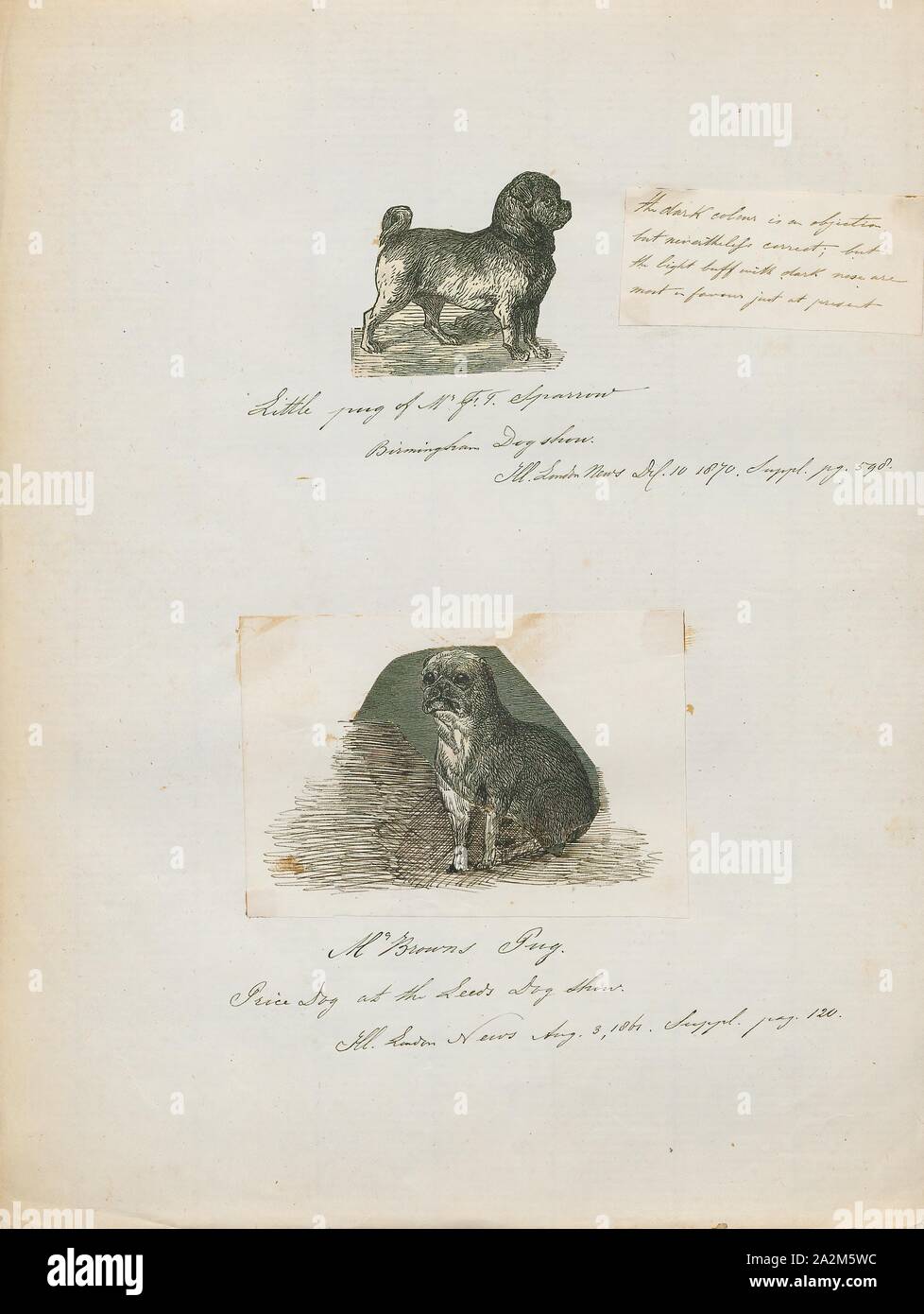Canis lupus familiaris, Print, The domestic dog (Canis lupus familiaris ...
