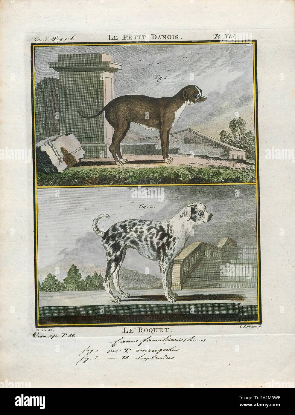 Canis lupus familiaris, Print, The domestic dog (Canis lupus familiaris ...