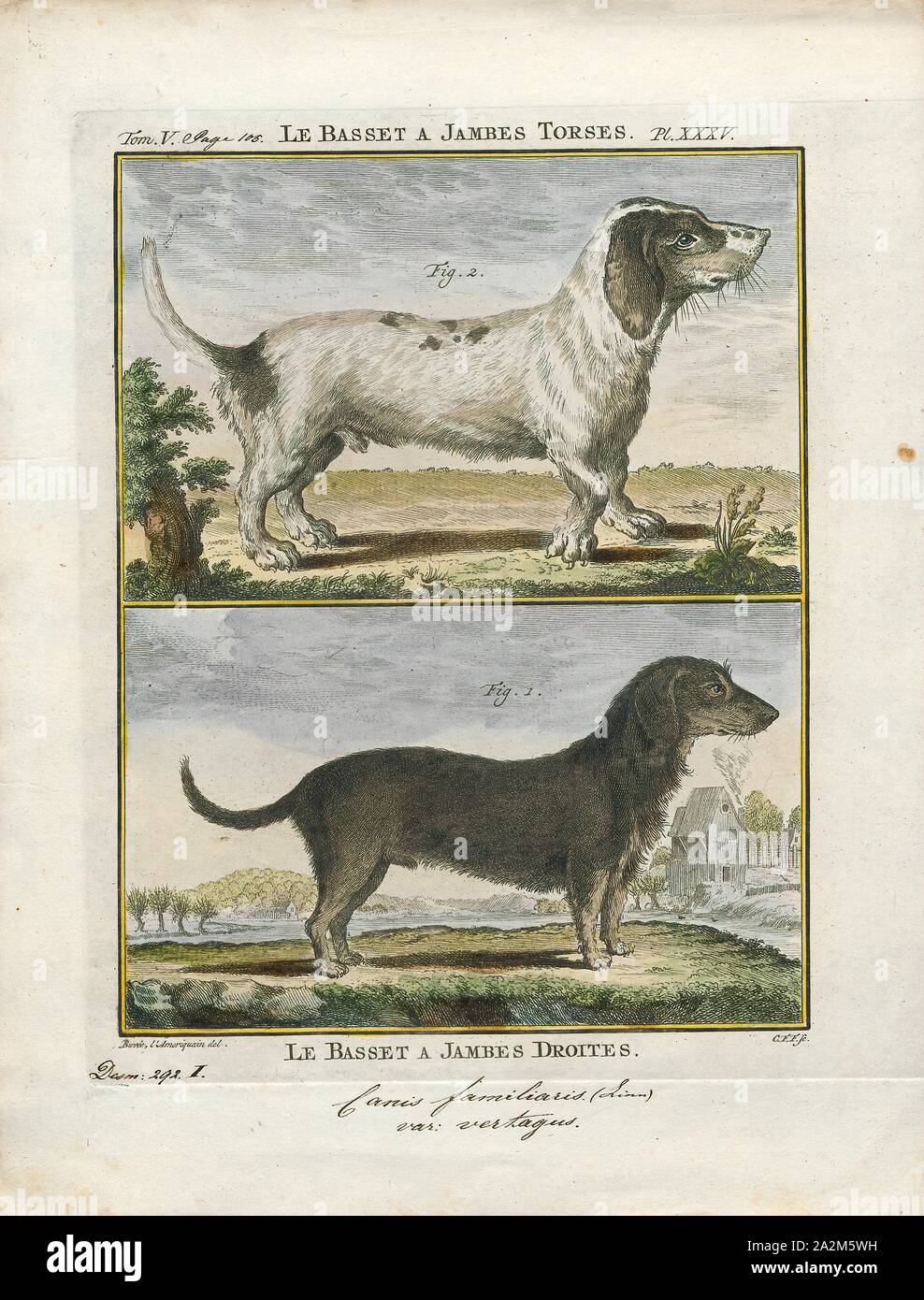 Canis lupus familiaris, Print, The domestic dog (Canis lupus familiaris ...