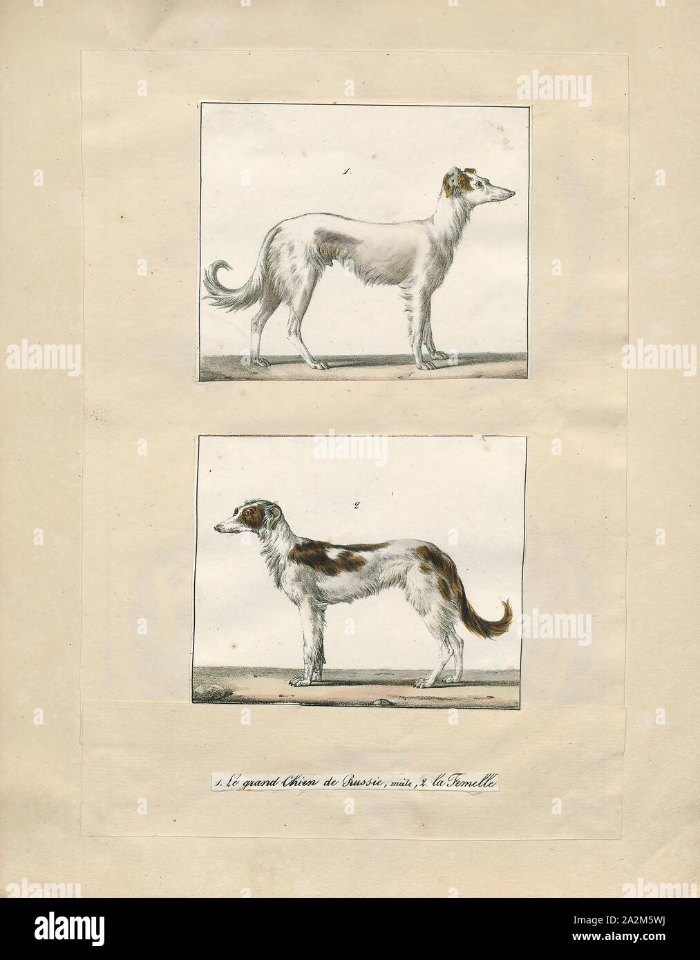 Canis lupus familiaris, Print, The domestic dog (Canis lupus familiaris ...