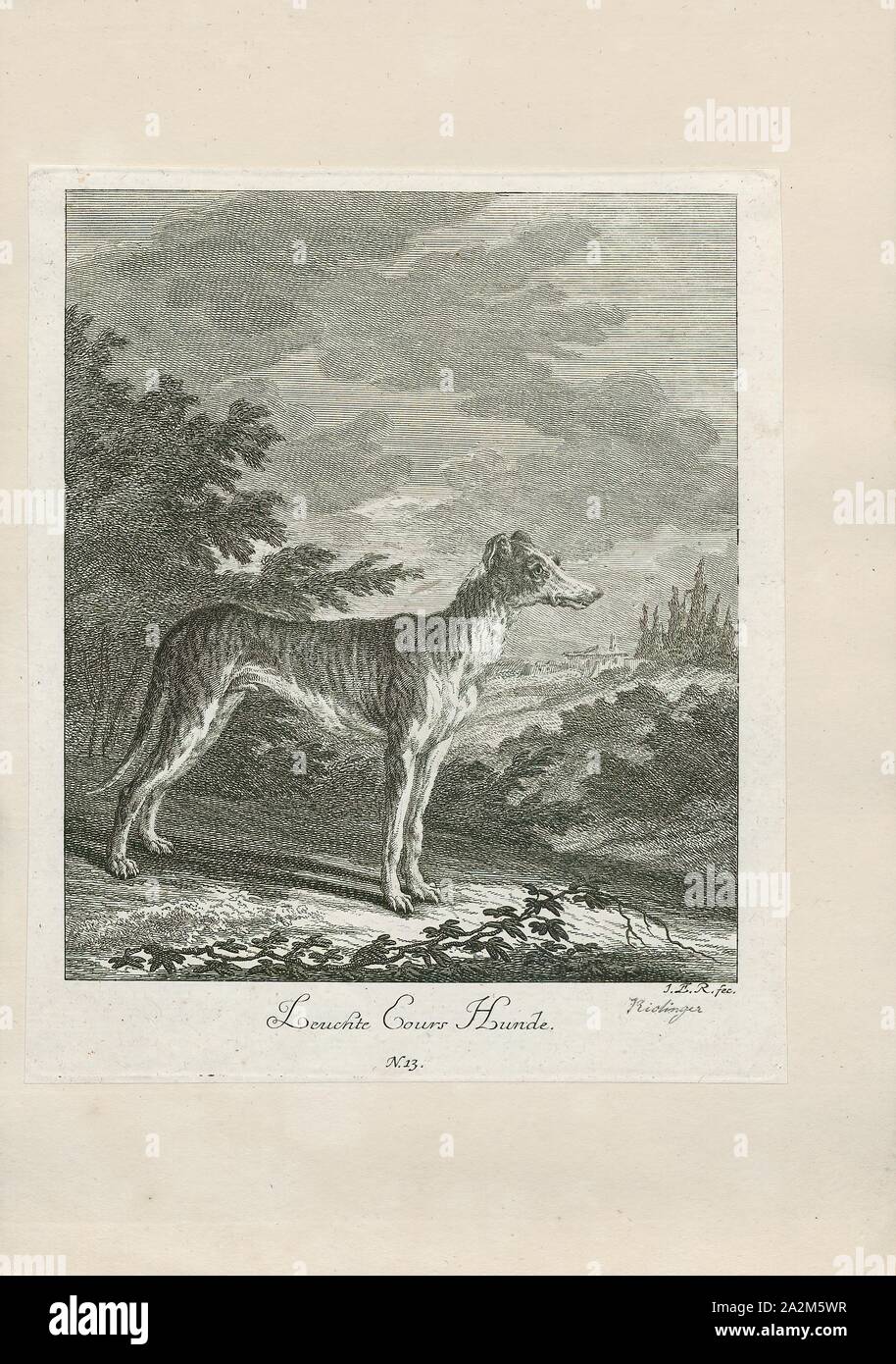Canis lupus familiaris, Print, The domestic dog (Canis lupus familiaris ...