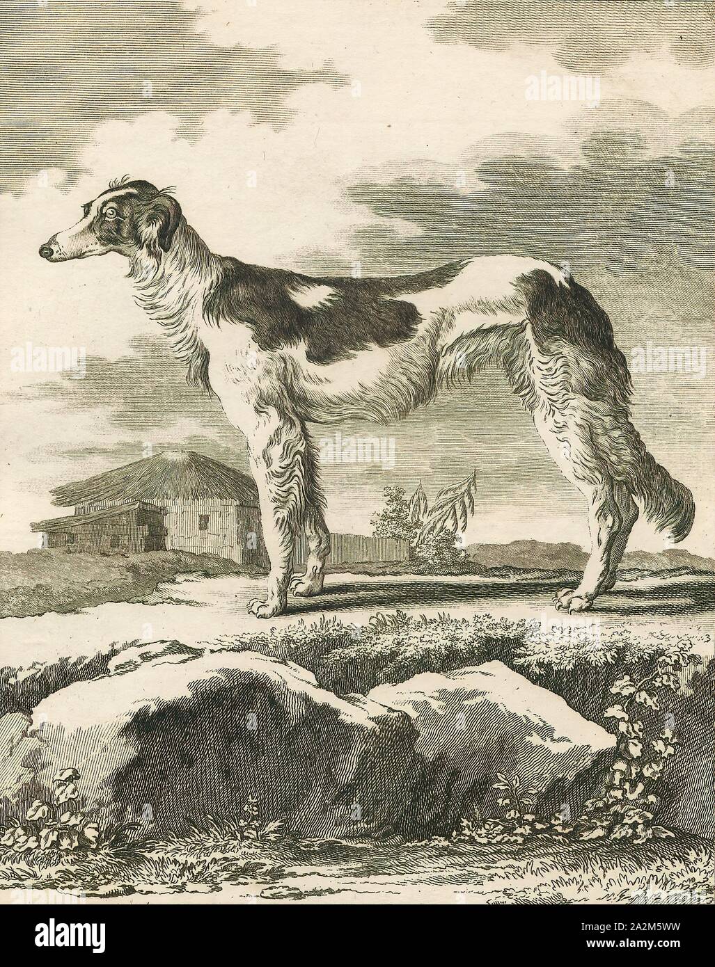 Canis lupus familiaris, Print, The domestic dog (Canis lupus familiaris ...