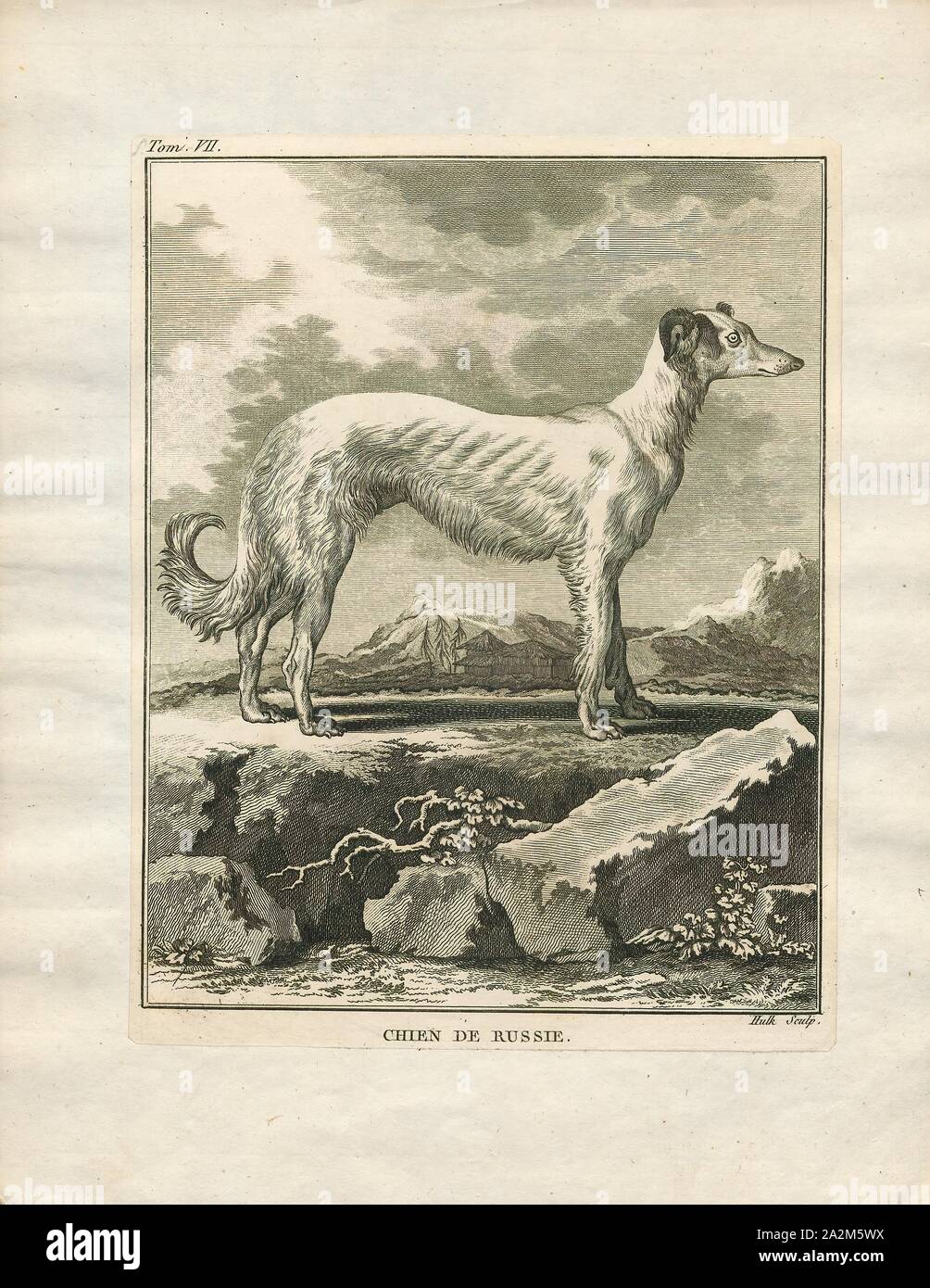 Canis lupus familiaris, Print, The domestic dog (Canis lupus familiaris ...