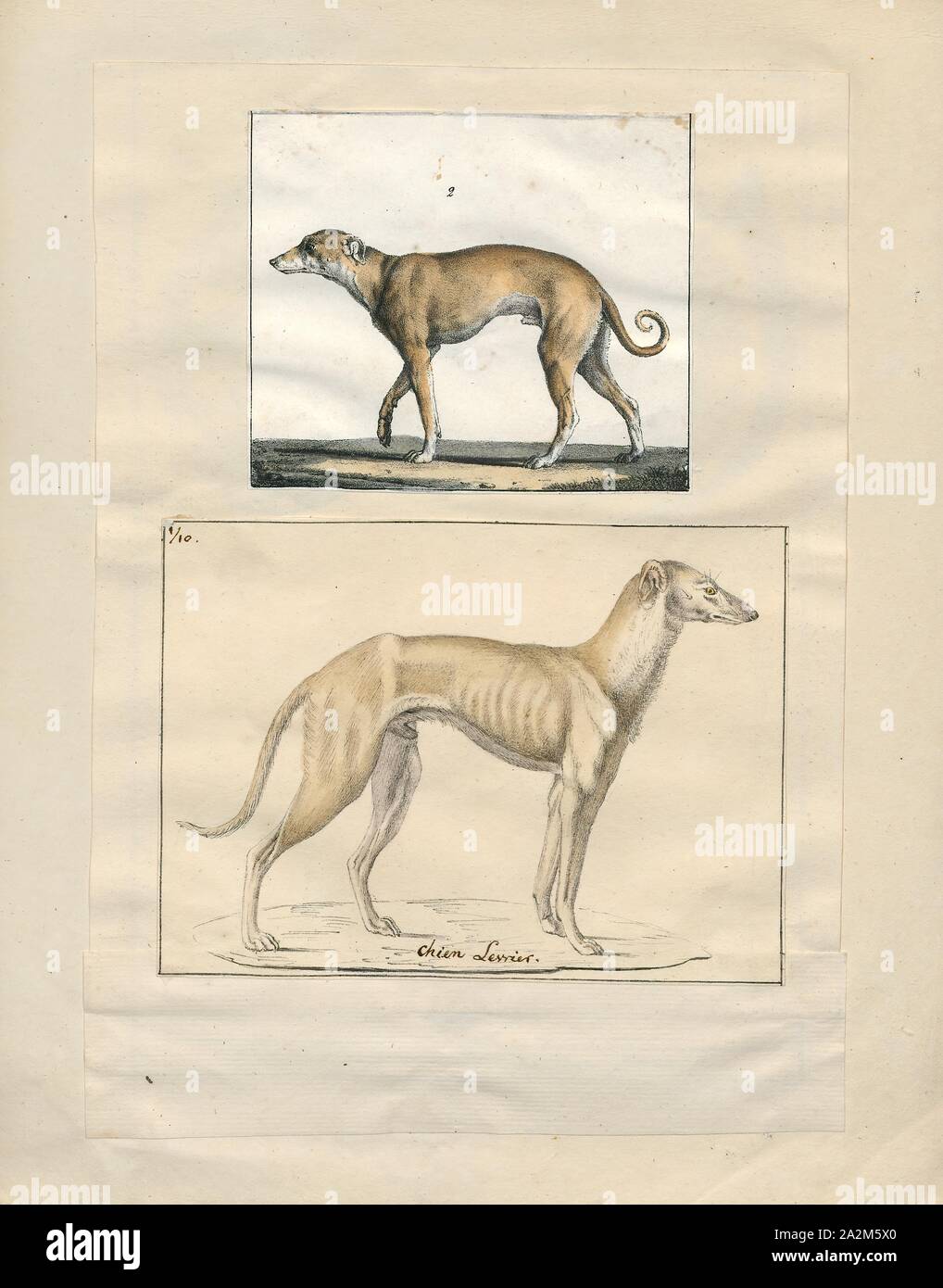 Canis lupus familiaris, Print, The domestic dog (Canis lupus familiaris ...