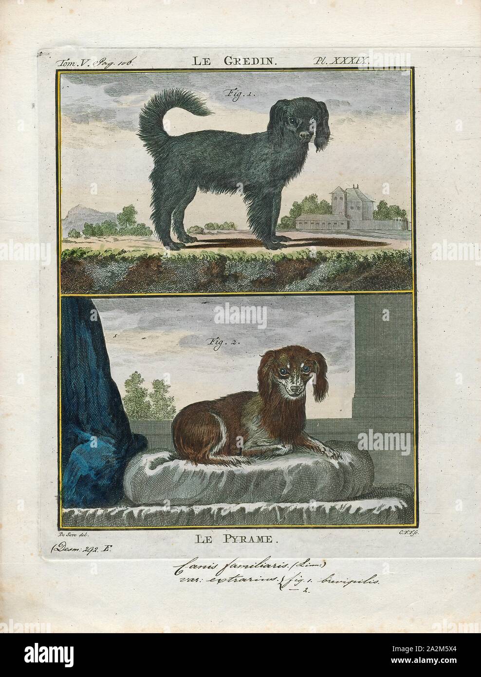 Canis lupus familiaris, Print, The domestic dog (Canis lupus familiaris ...