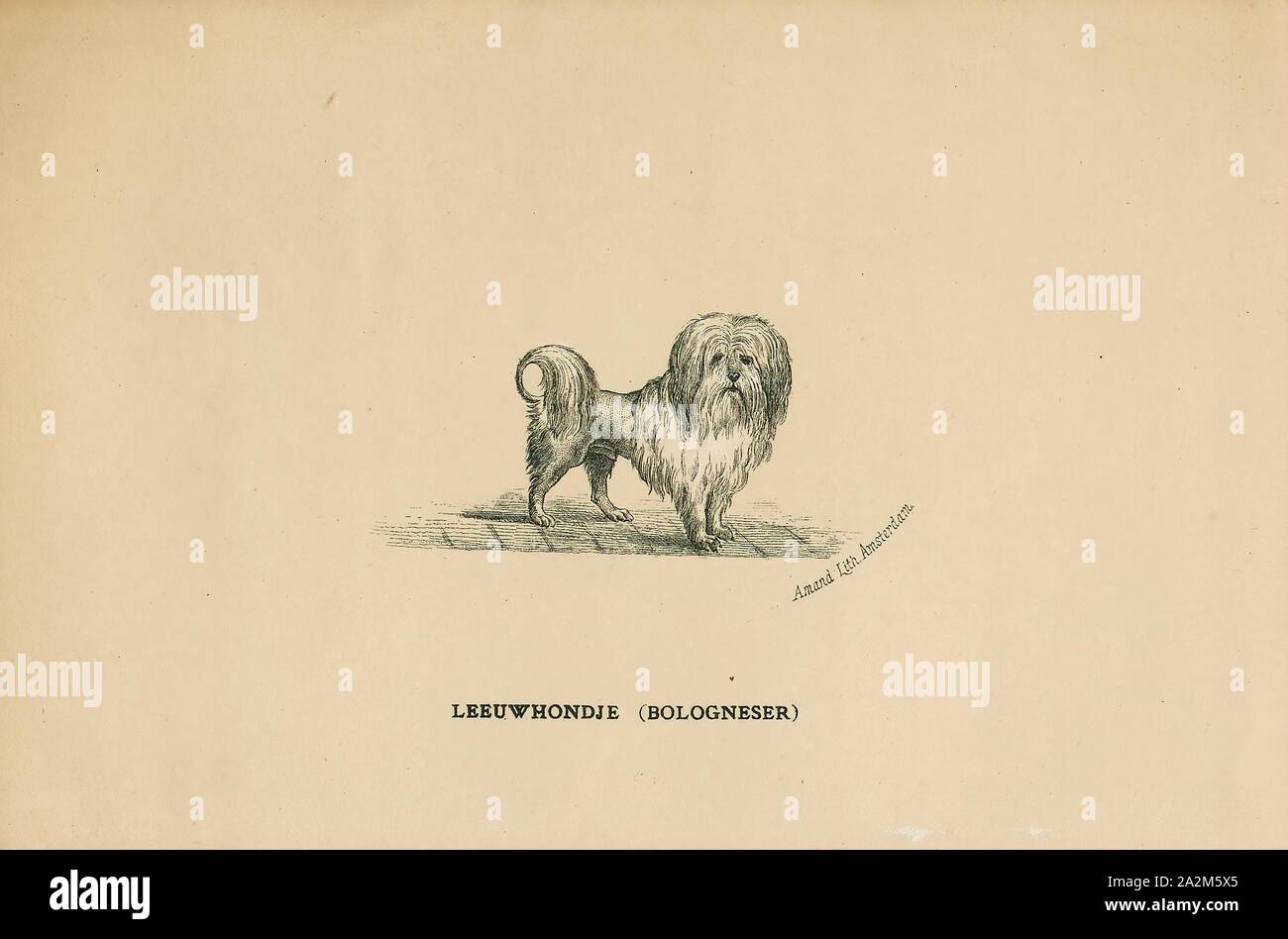 Canis lupus familiaris, Print, The domestic dog (Canis lupus familiaris ...