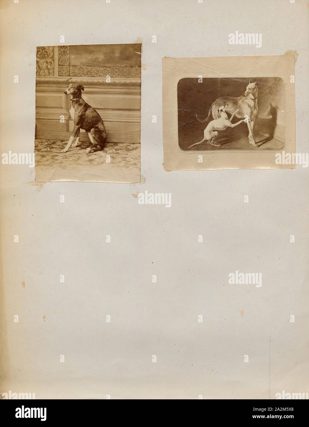 Canis lupus familiaris, Print, The domestic dog (Canis lupus familiaris ...