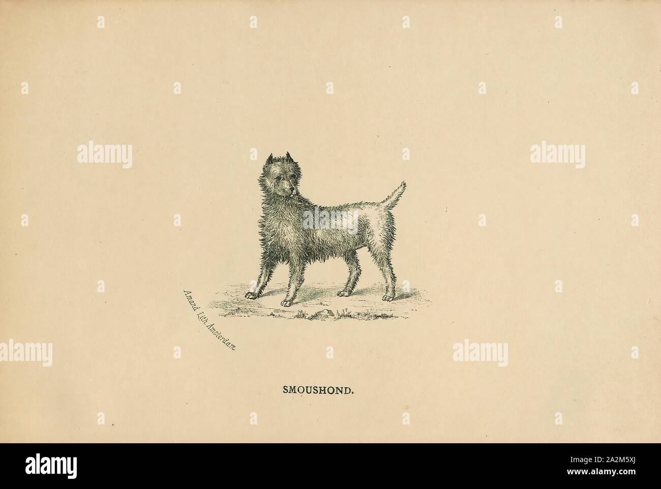 Canis lupus familiaris, Print, The domestic dog (Canis lupus familiaris ...