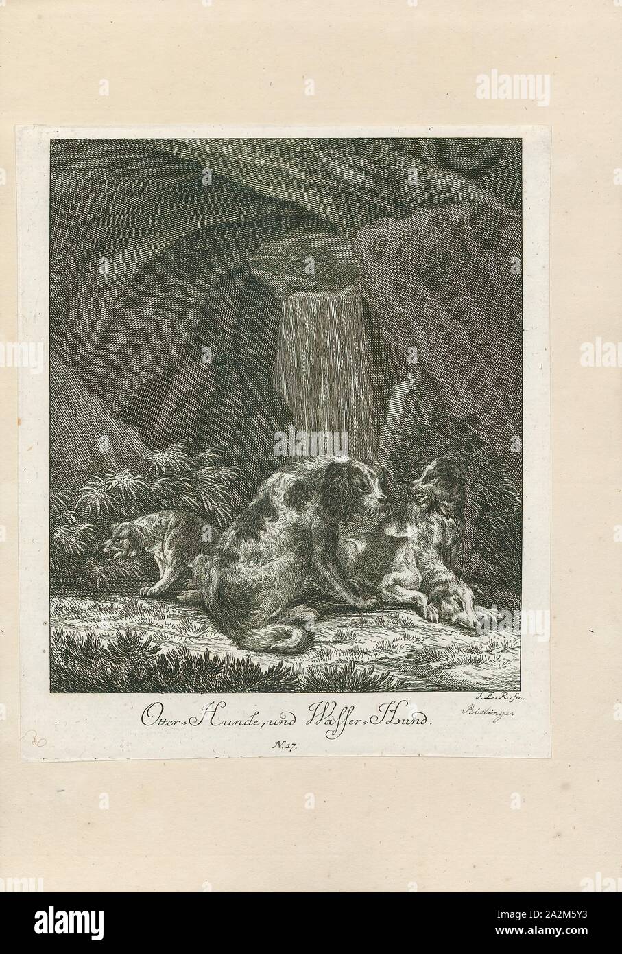 Canis lupus familiaris, Print, The domestic dog (Canis lupus familiaris ...
